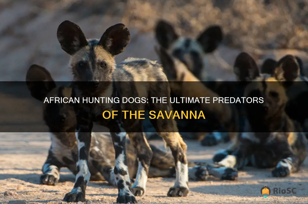 African Hunting Dogs: The Ultimate Predators Of The Savanna | Riosc