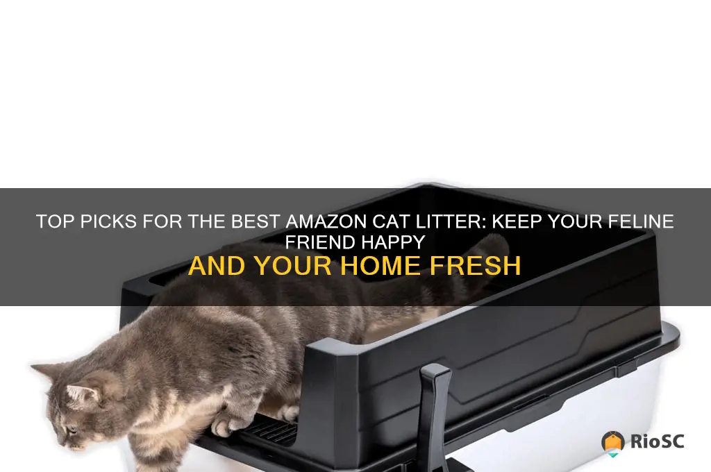 Top Picks For The Best Amazon Cat Litter: Keep Your Feline Friend Happy ...