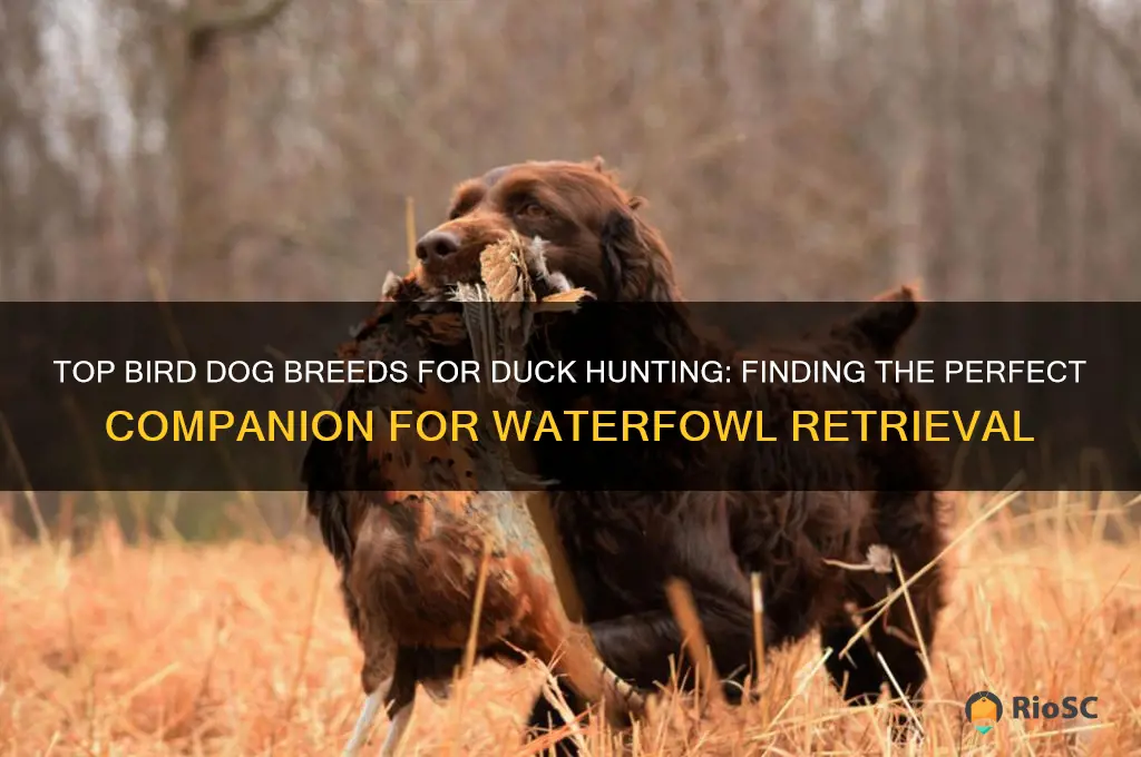 Top Bird Dog Breeds For Duck Hunting: Finding The Perfect Companion For ...