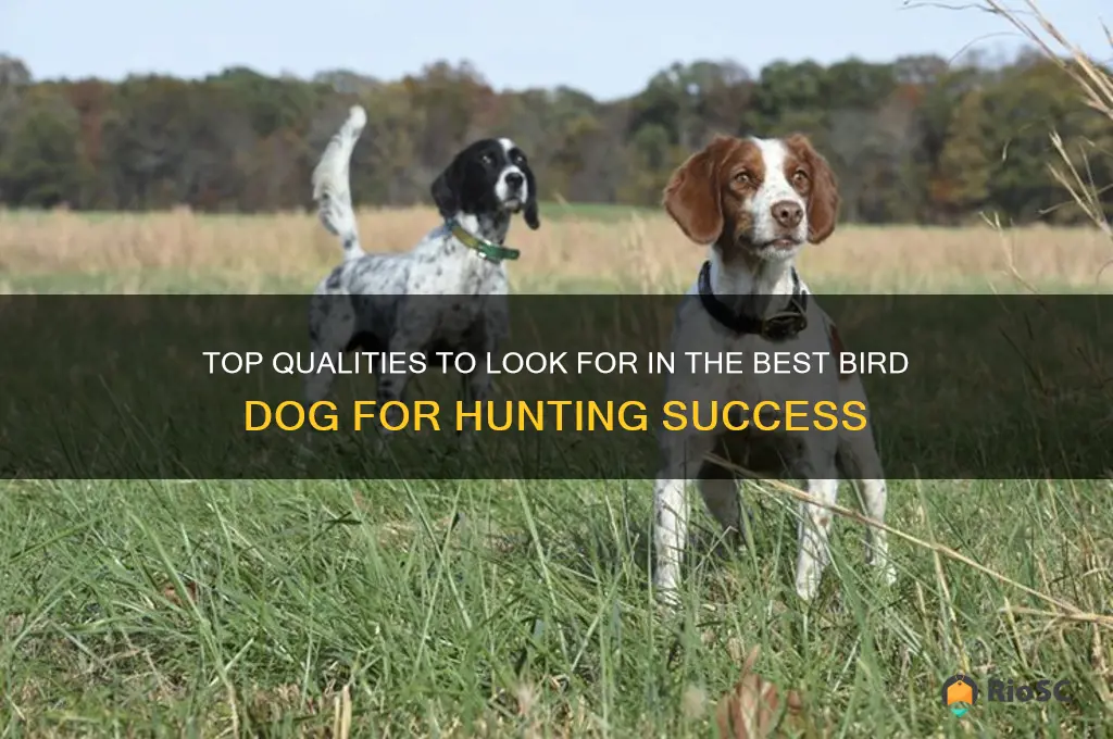Top Qualities To Look For In The Best Bird Dog For Hunting Success | Riosc