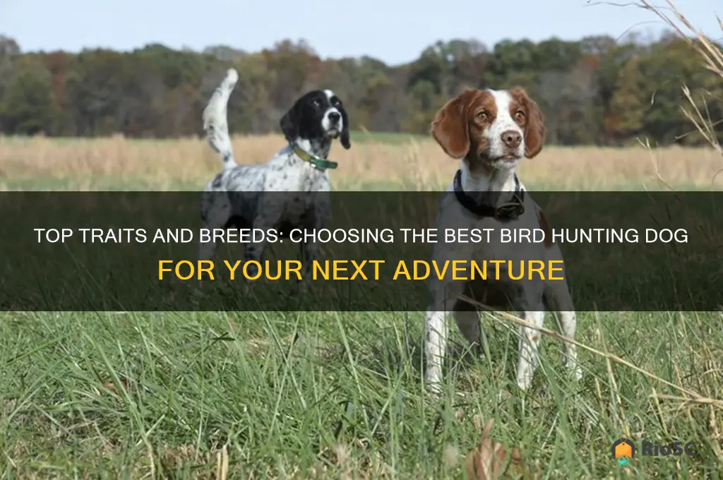 Top Traits And Breeds: Choosing The Best Bird Hunting Dog For Your Next ...