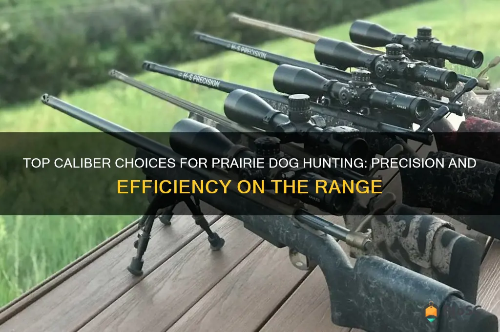 Top Caliber Choices For Prairie Dog Hunting: Precision And Efficiency ...