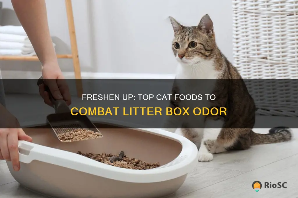 Freshen Up: Top Cat Foods To Combat Litter Box Odor | Riosc
