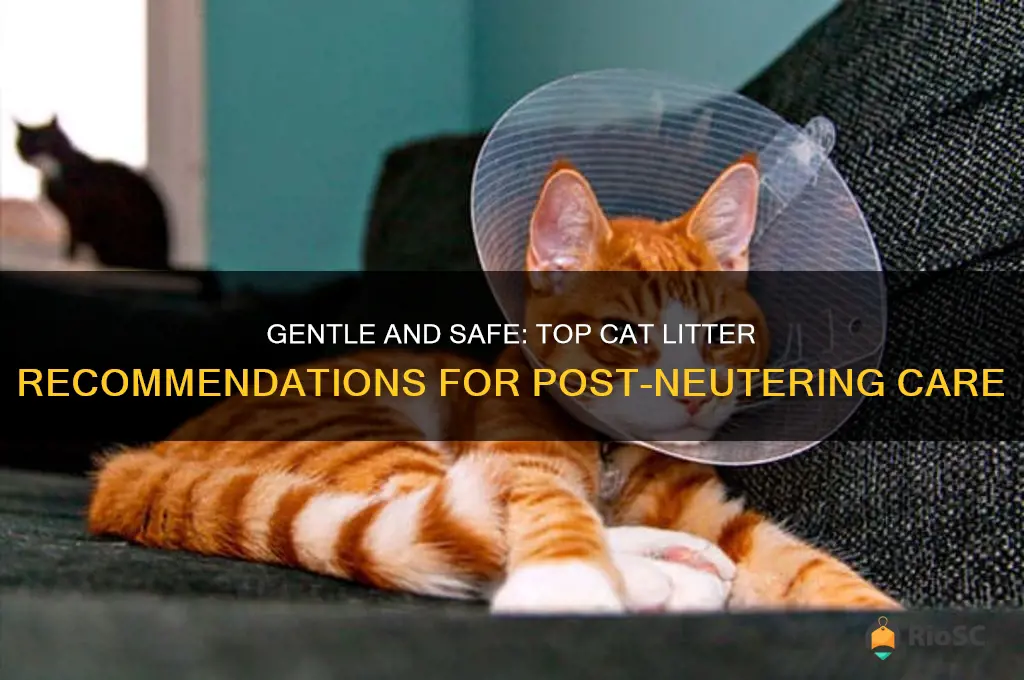 Gentle And Safe: Top Cat Litter Recommendations For Post-Neutering Care ...
