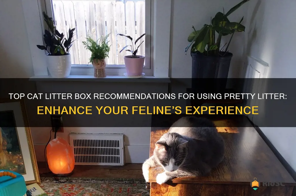 Top Cat Litter Box Recommendations For Using Pretty Litter: Enhance ...