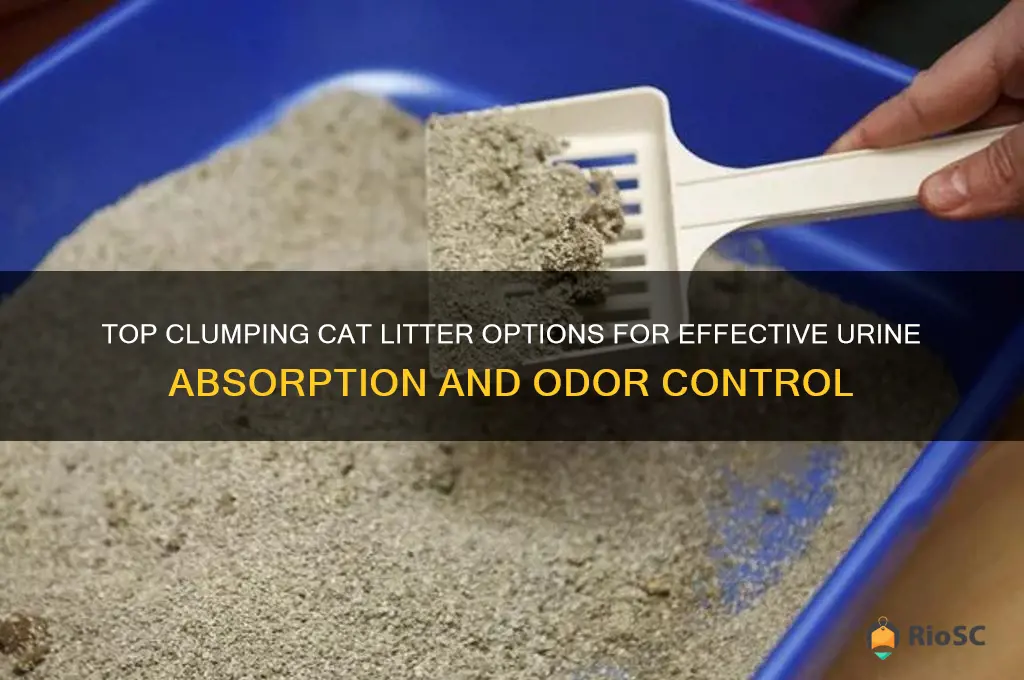 Top Clumping Cat Litter Options For Effective Urine Absorption And Odor ...
