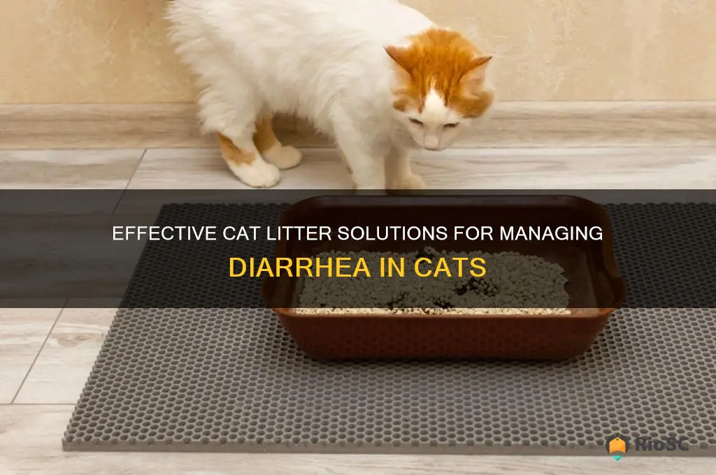 Effective Cat Litter Solutions For Managing Diarrhea In Cats | Riosc