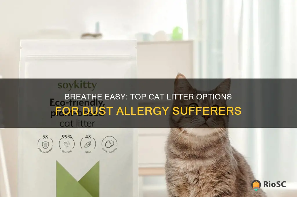 Best Cat Litter For Cats With Allergies