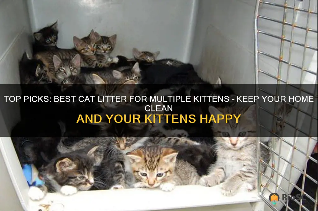 Top Picks: Best Cat Litter For Multiple Kittens – Keep Your Home Clean ...
