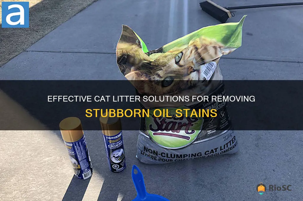Effective Cat Litter Solutions For Removing Stubborn Oil Stains | Riosc