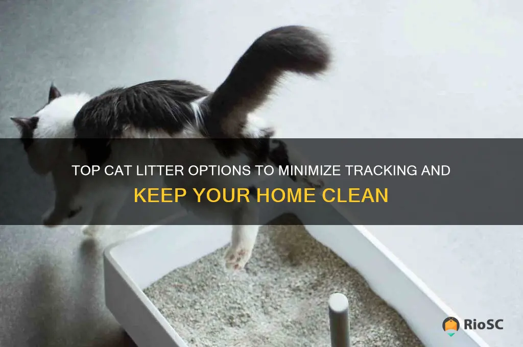 Top Cat Litter Options To Minimize Tracking And Keep Your Home Clean ...