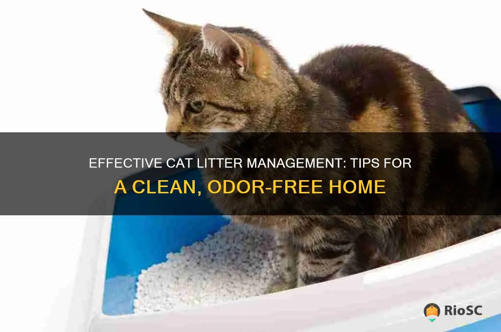 Effective Cat Litter Management: Tips For A Clean, Odor-Free Home | Riosc