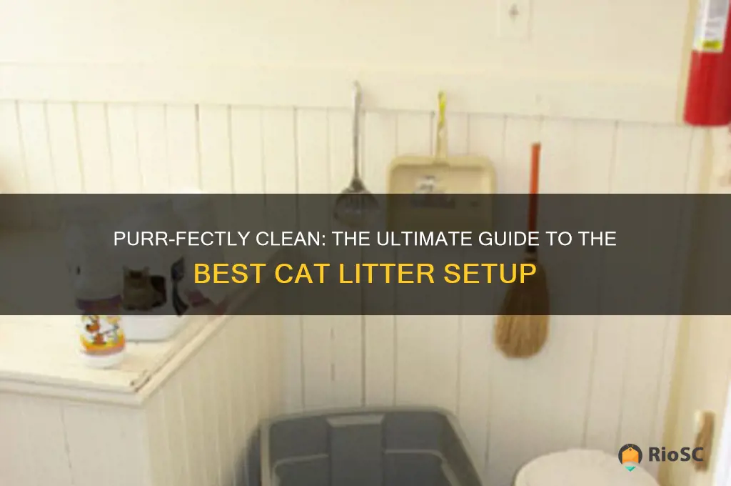 Purr-Fectly Clean: The Ultimate Guide To The Best Cat Litter Setup | Riosc