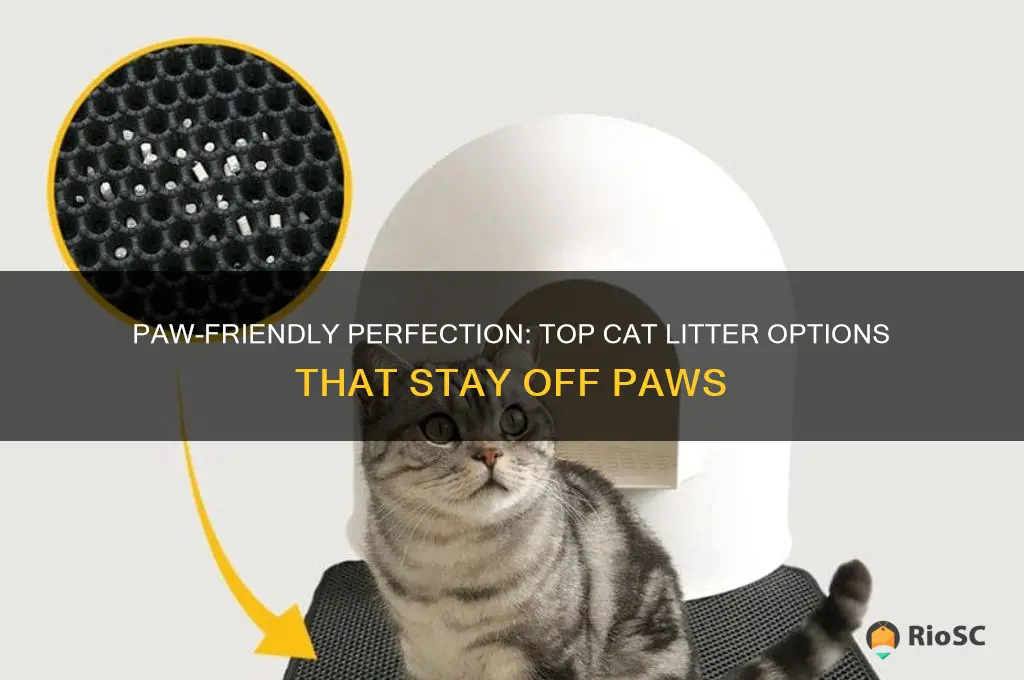 Paw-Friendly Perfection: Top Cat Litter Options That Stay Off Paws | Riosc