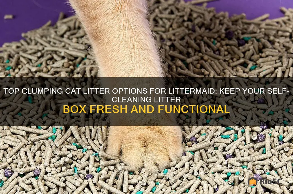 Top Clumping Cat Litter Options For Littermaid: Keep Your Self-Cleaning ...