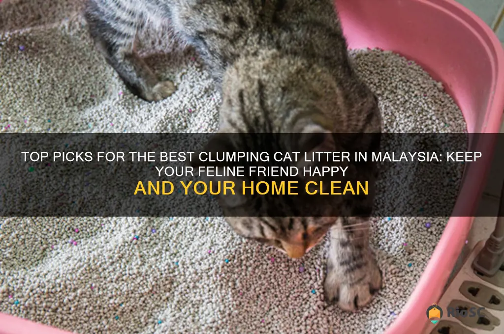Top Picks For The Best Clumping Cat Litter In Malaysia: Keep Your ...