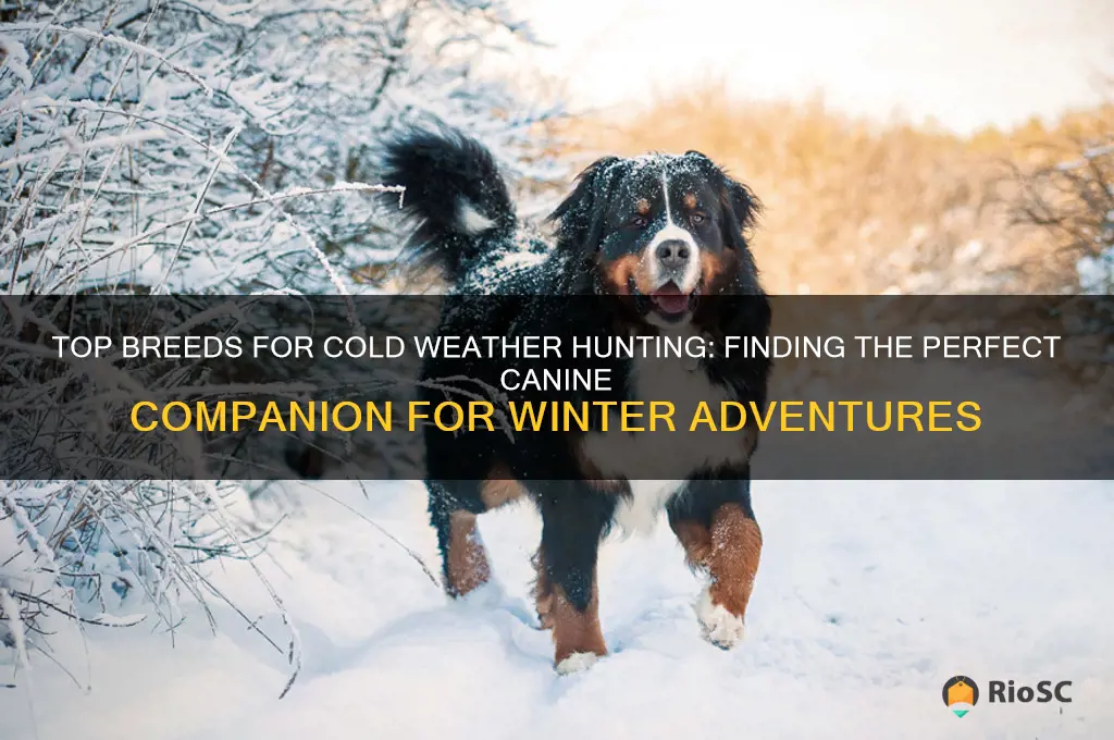 Top Breeds For Cold Weather Hunting: Finding The Perfect Canine ...