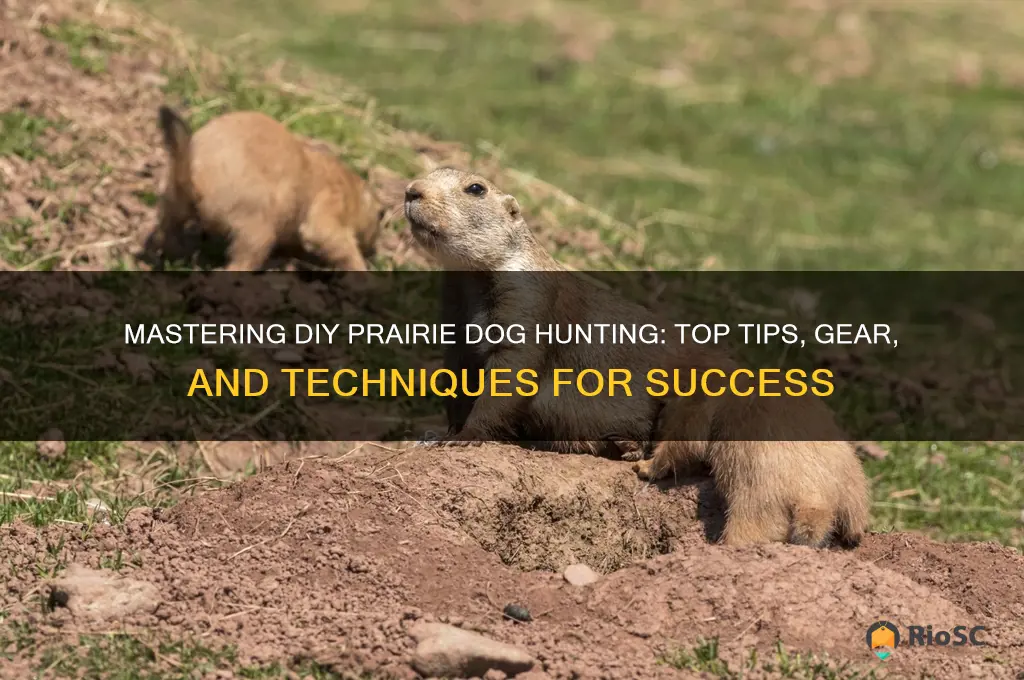 Mastering Diy Prairie Dog Hunting: Top Tips, Gear, And Techniques For ...