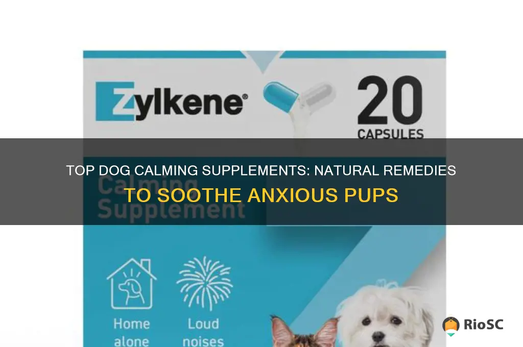 Top Dog Calming Supplements: Natural Remedies To Soothe Anxious Pups ...
