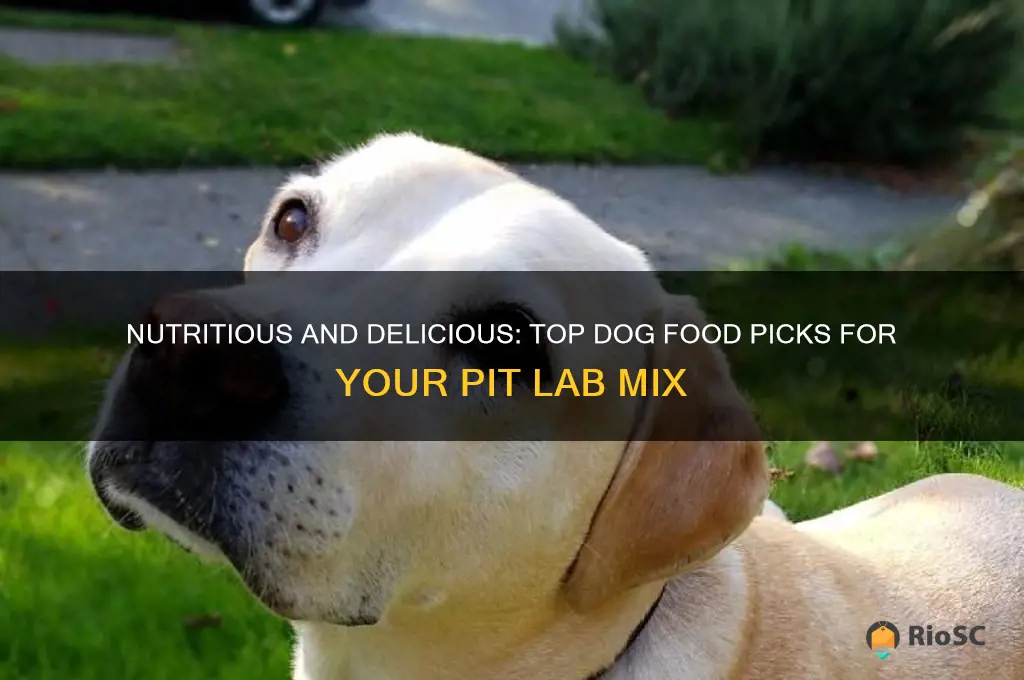 Nutritious And Delicious: Top Dog Food Picks For Your Pit Lab Mix | Riosc
