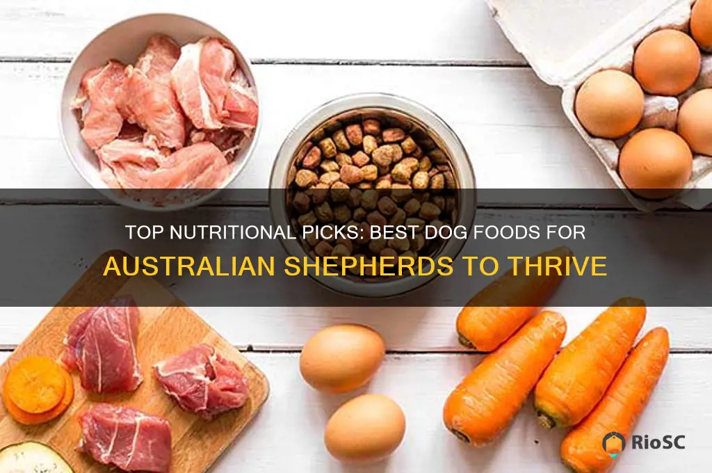 Top Nutritional Picks: Best Dog Foods For Australian Shepherds To ...