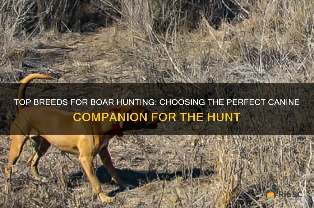 Top Breeds For Boar Hunting: Choosing The Perfect Canine Companion For ...