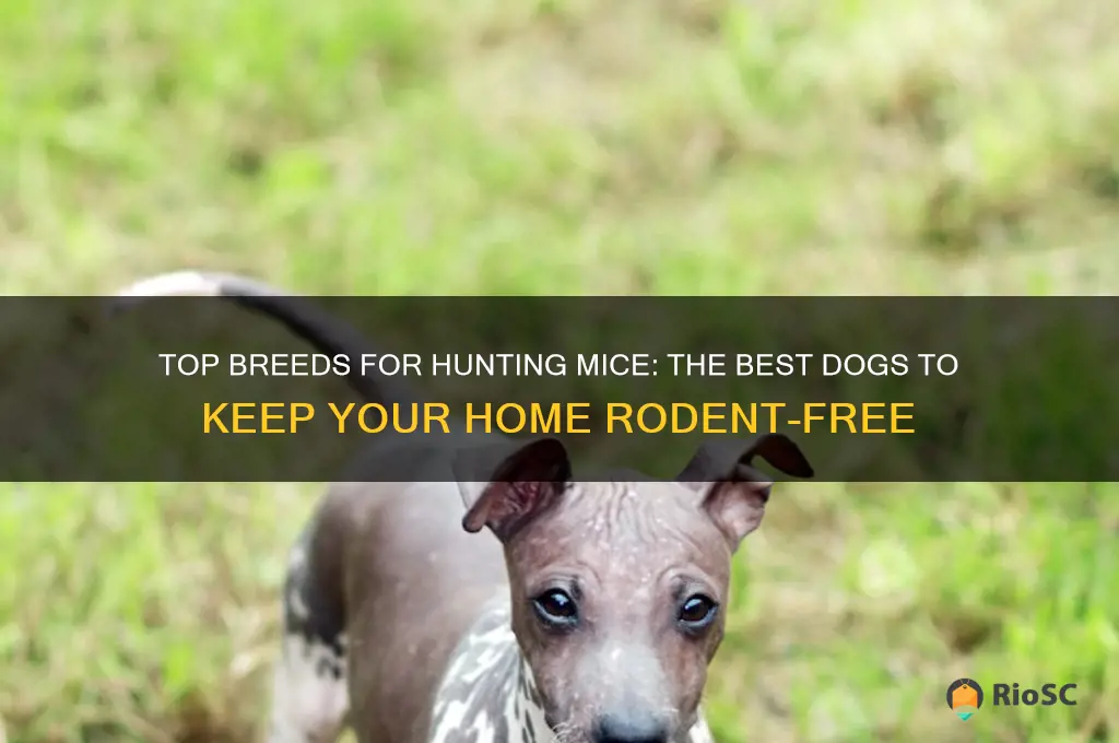 Top Breeds For Hunting Mice: The Best Dogs To Keep Your Home Rodent ...