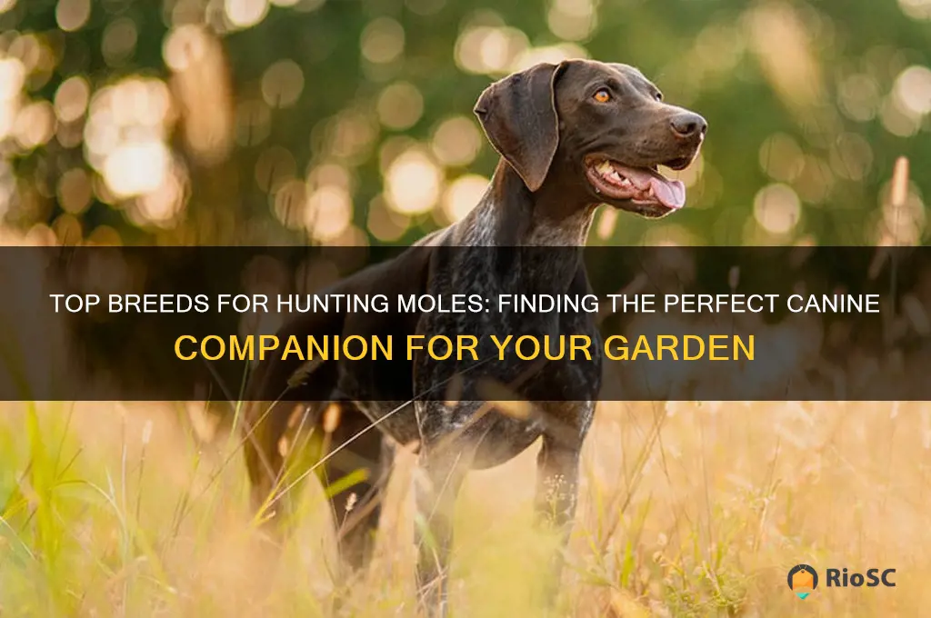 Top Breeds For Hunting Moles: Finding The Perfect Canine Companion For ...