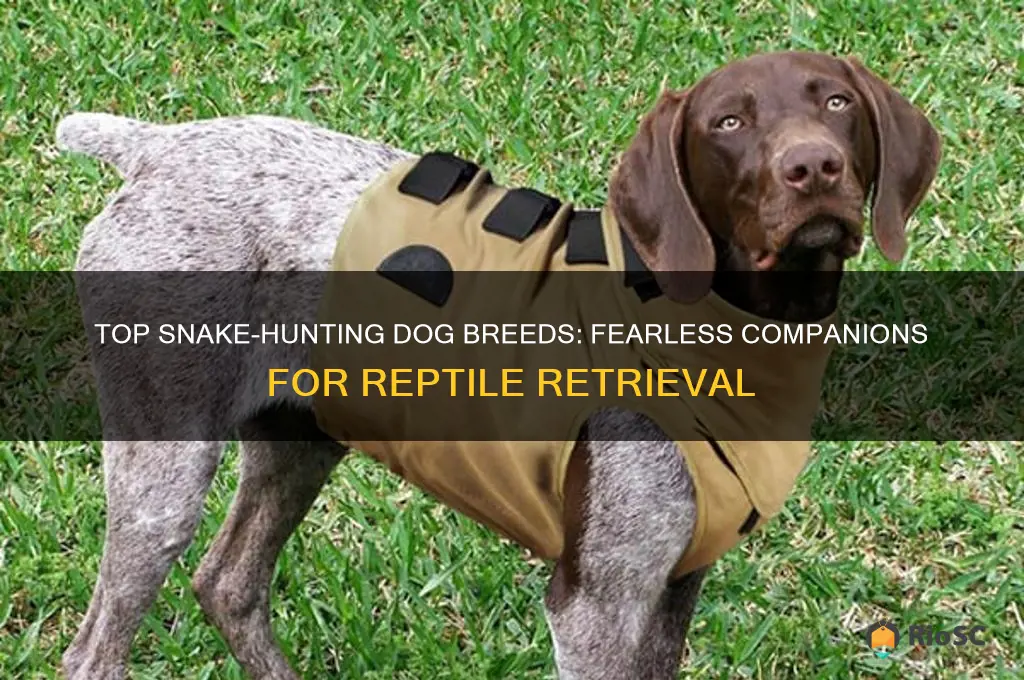 Top Snake-Hunting Dog Breeds: Fearless Companions For Reptile Retrieval ...
