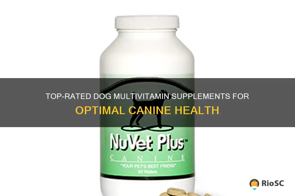 Top-Rated Dog Multivitamin Supplements For Optimal Canine Health | Riosc