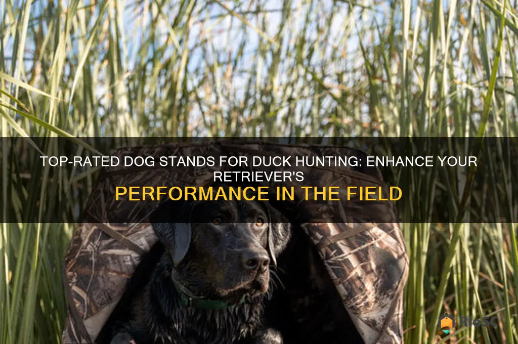 Top-Rated Dog Stands For Duck Hunting: Enhance Your Retriever's ...