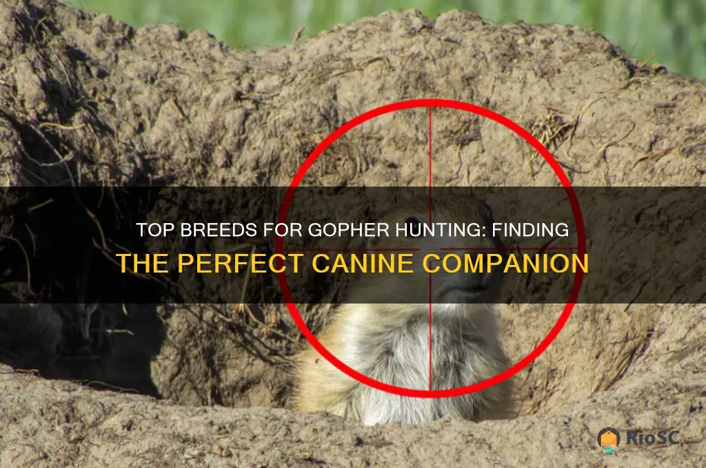 Top Breeds For Gopher Hunting: Finding The Perfect Canine Companion | Riosc