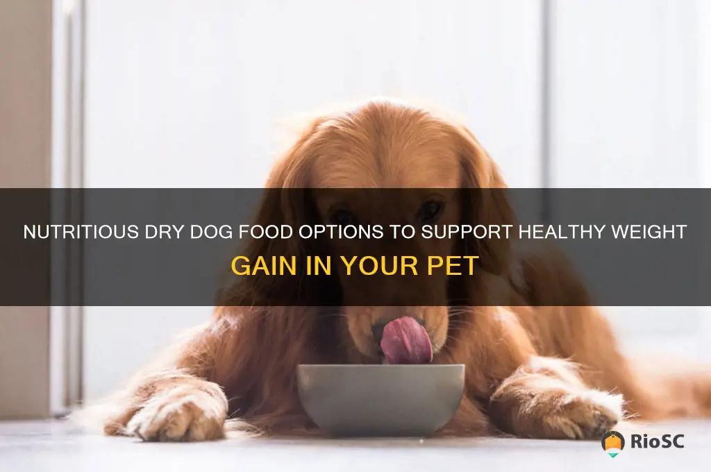 Nutritious Dry Dog Food Options To Support Healthy Weight Gain In Your ...
