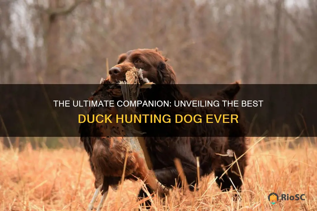 The Ultimate Companion: Unveiling The Best Duck Hunting Dog Ever | Riosc