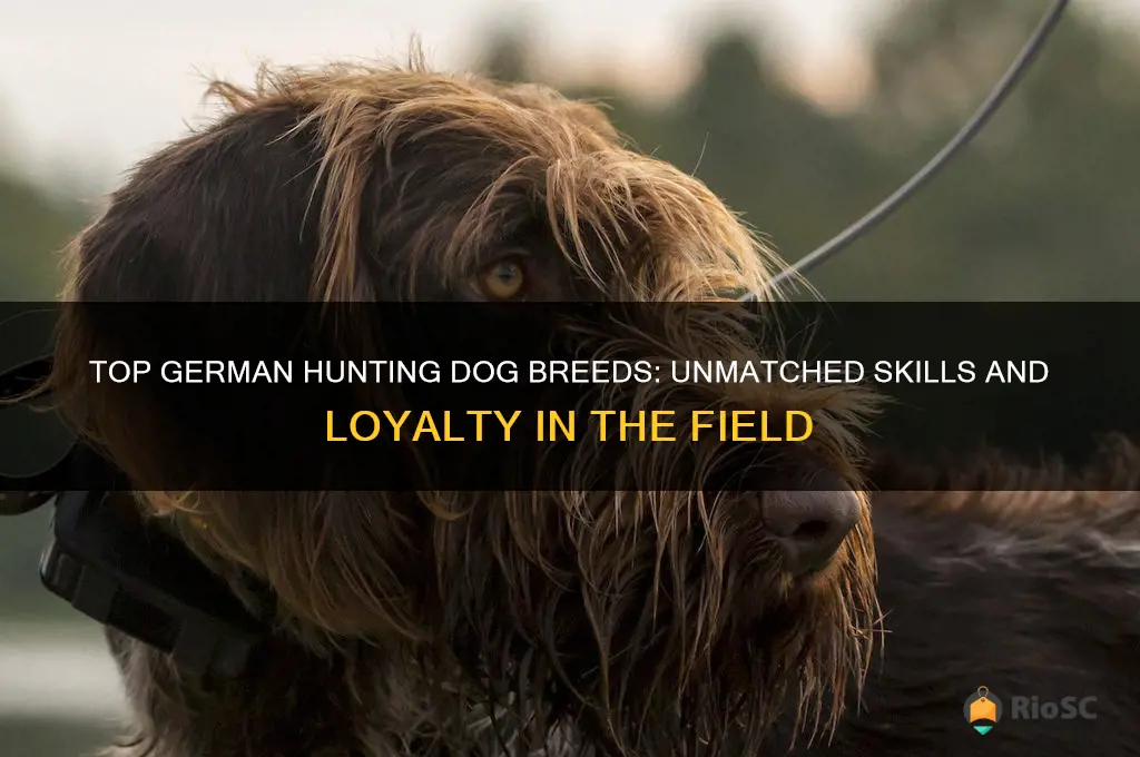 Top German Hunting Dog Breeds: Unmatched Skills And Loyalty In The ...