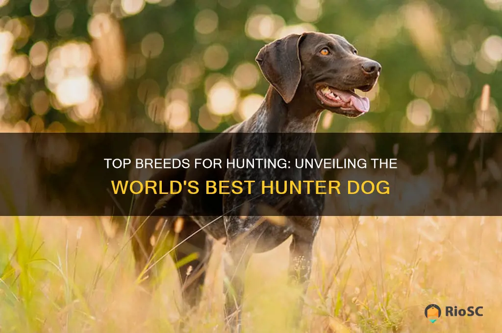 Top Breeds For Hunting: Unveiling The World's Best Hunter Dog | Riosc