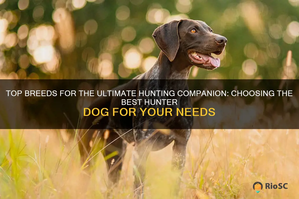 Top Breeds For The Ultimate Hunting Companion: Choosing The Best Hunter ...