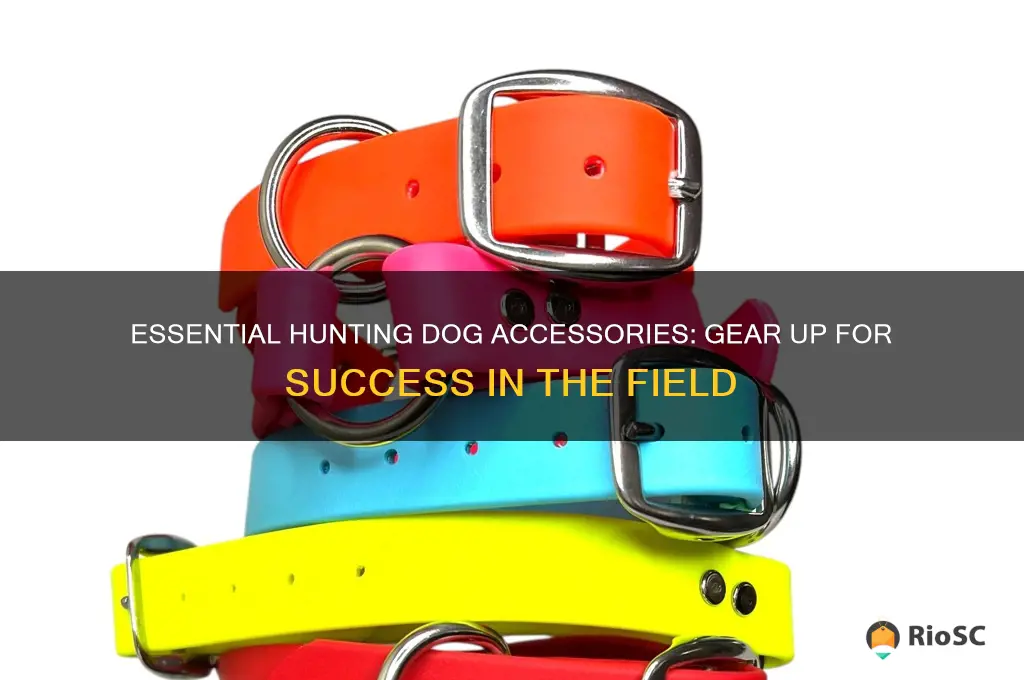 Essential Hunting Dog Accessories: Gear Up For Success In The Field | Riosc