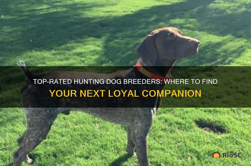 Top-Rated Hunting Dog Breeders: Where To Find Your Next Loyal Companion ...