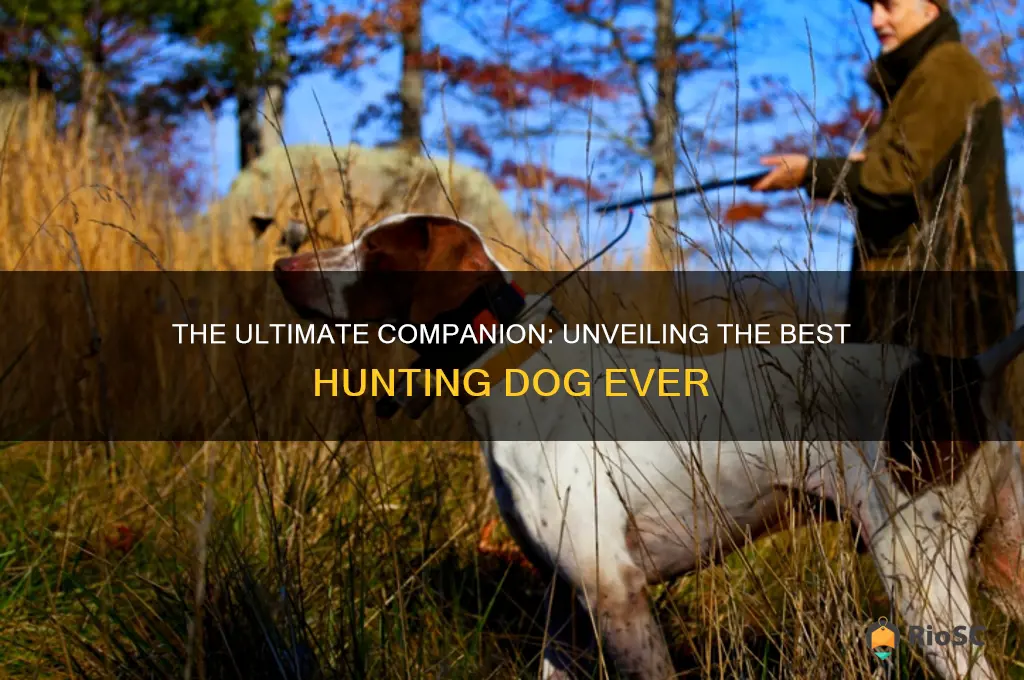 The Ultimate Companion: Unveiling The Best Hunting Dog Ever | Riosc