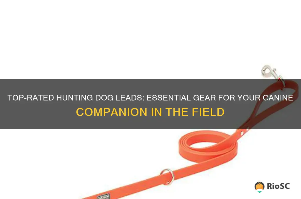 Top-Rated Hunting Dog Leads: Essential Gear For Your Canine Companion ...