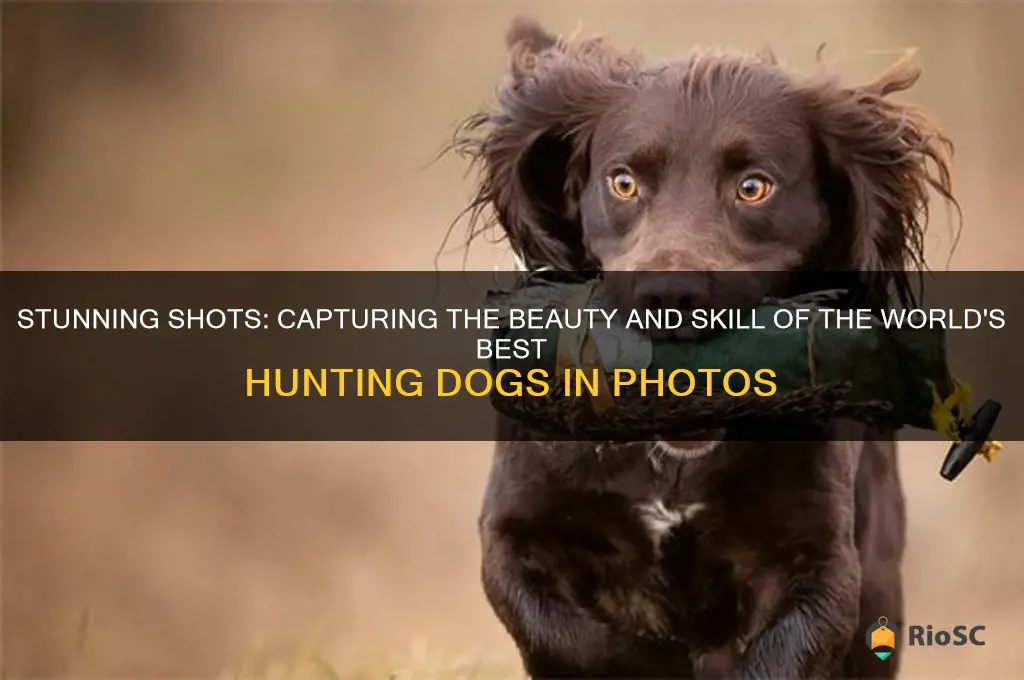Stunning Shots: Capturing The Beauty And Skill Of The World's Best ...