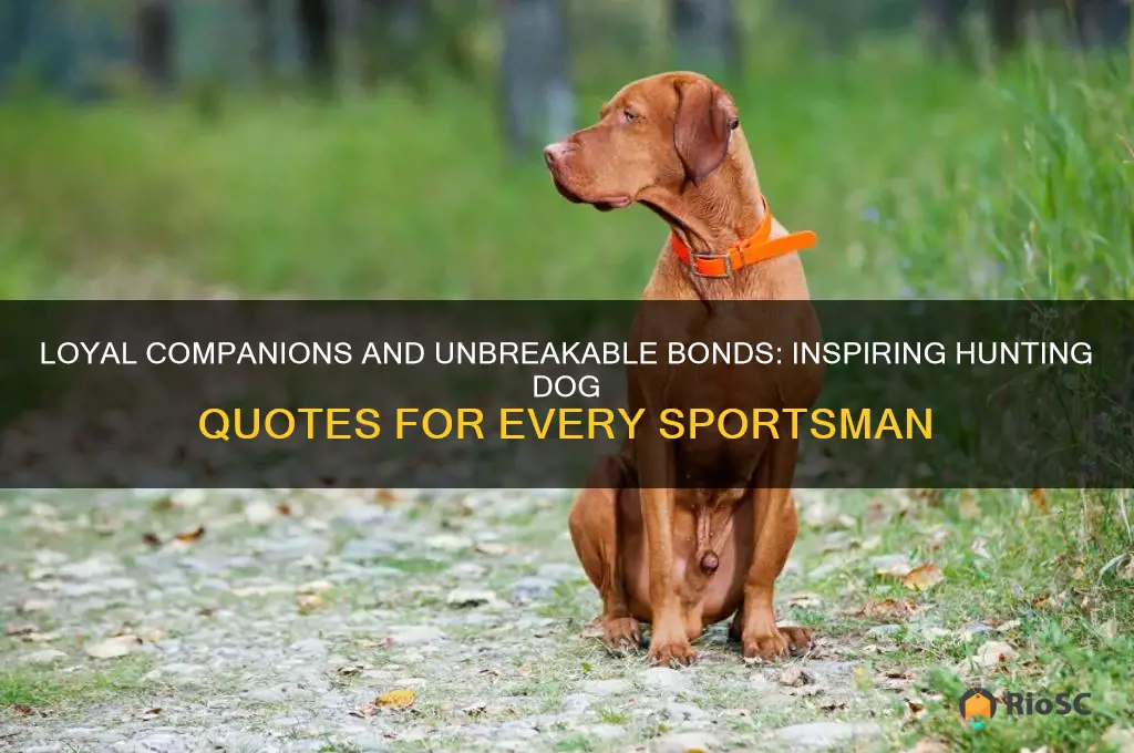 Loyal Companions And Unbreakable Bonds: Inspiring Hunting Dog Quotes ...