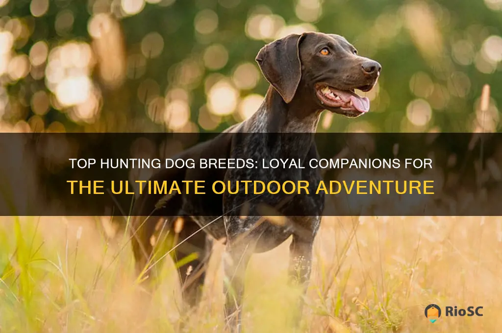 Top Hunting Dog Breeds: Loyal Companions For The Ultimate Outdoor ...