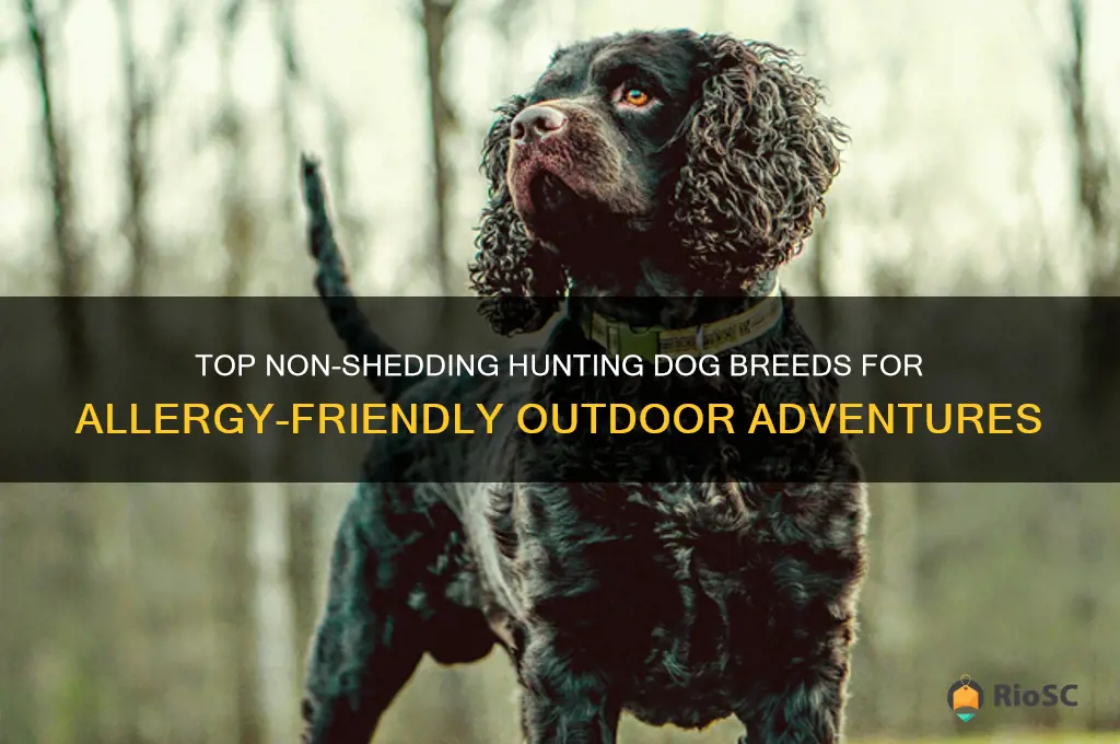 Top Non-Shedding Hunting Dog Breeds For Allergy-Friendly Outdoor ...