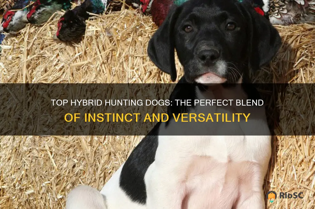 Top Hybrid Hunting Dogs: The Perfect Blend Of Instinct And Versatility ...