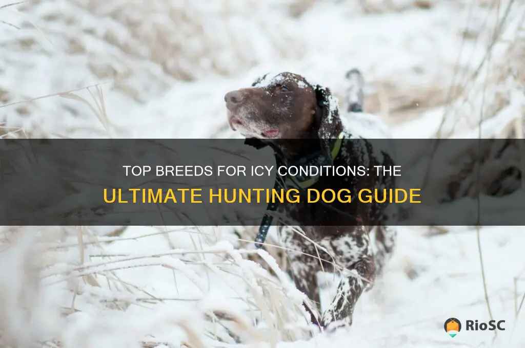 Top Breeds For Icy Conditions: The Ultimate Hunting Dog Guide | Riosc