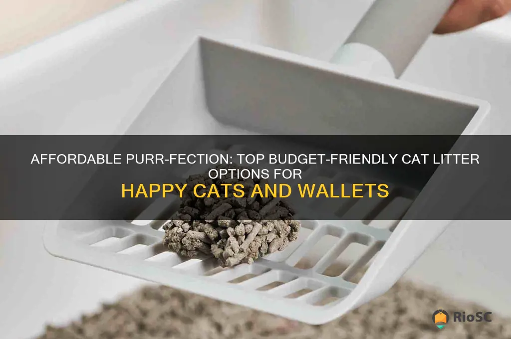 Affordable Purr-Fection: Top Budget-Friendly Cat Litter Options For ...