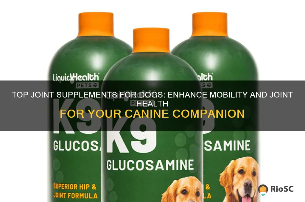 Top Joint Supplements For Dogs: Enhance Mobility And Joint Health For ...