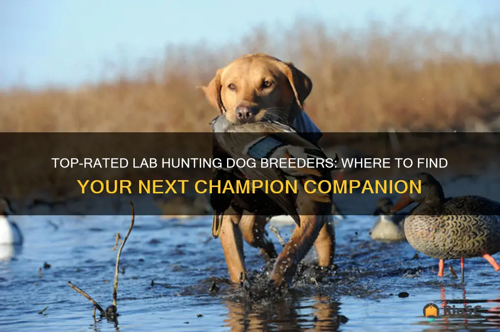 Top-Rated Lab Hunting Dog Breeders: Where To Find Your Next Champion ...